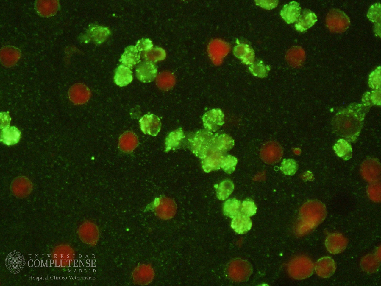 Laboratorio de Inmunodiagnóstico | Hospital Clínico Veterinario