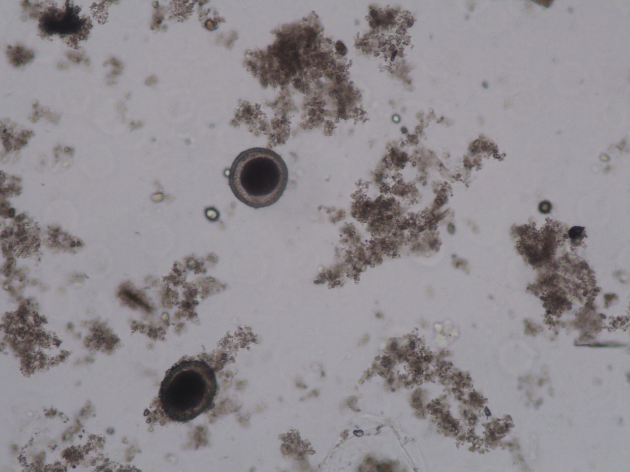 Laboratorio de Parasitología | Hospital Clínico Veterinario