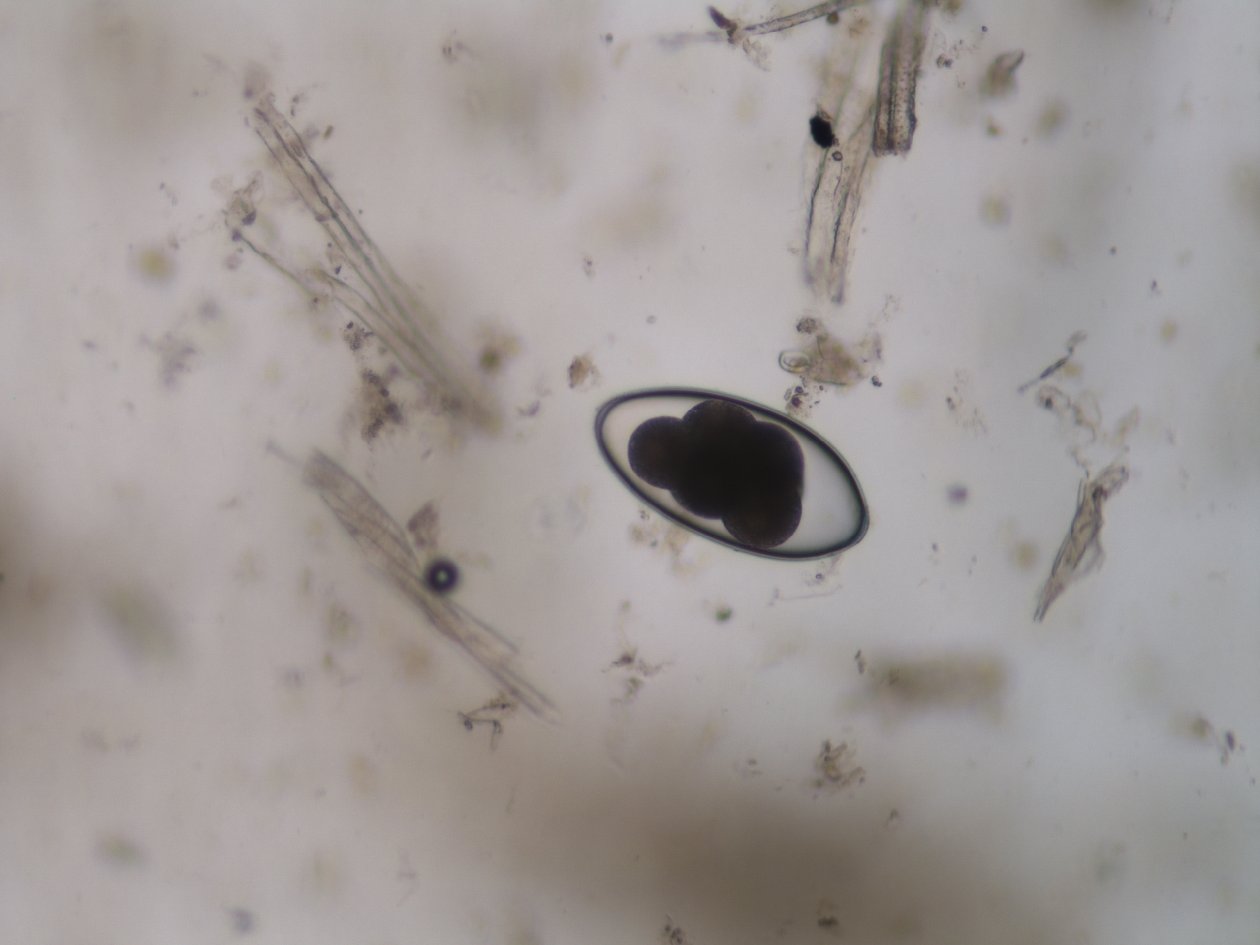 Laboratorio de Parasitología | Hospital Clínico Veterinario