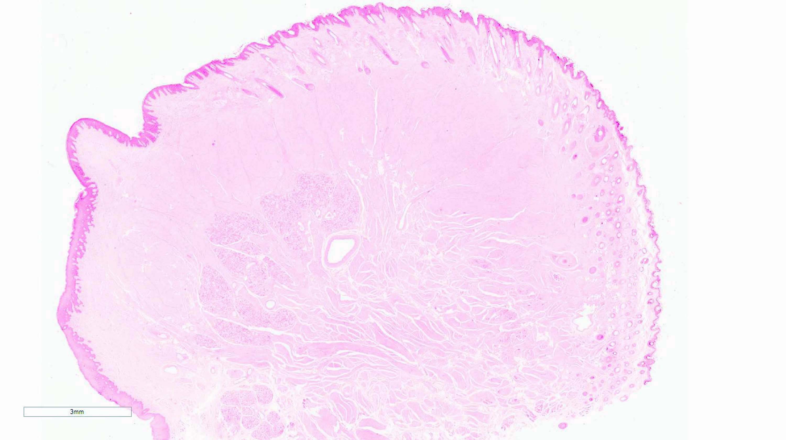 LA PIEL | Grado en Veterinaria