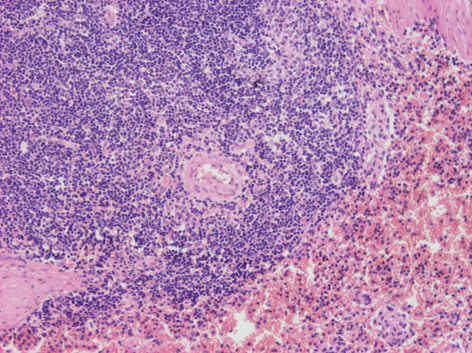 EL BAZO | Grado en Veterinaria