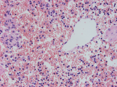 EL BAZO | Grado en Veterinaria